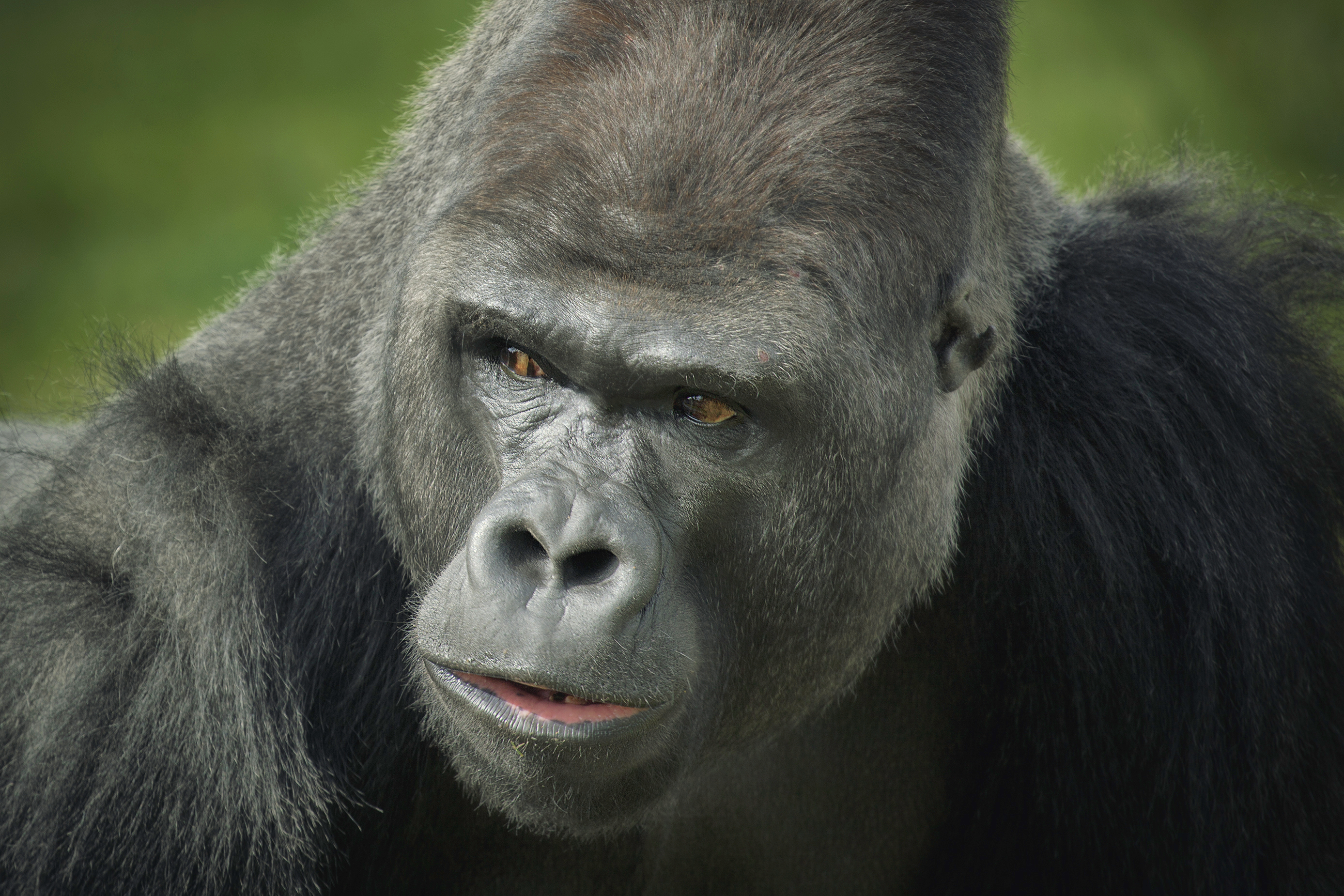 Alpha Silverback Gorilla